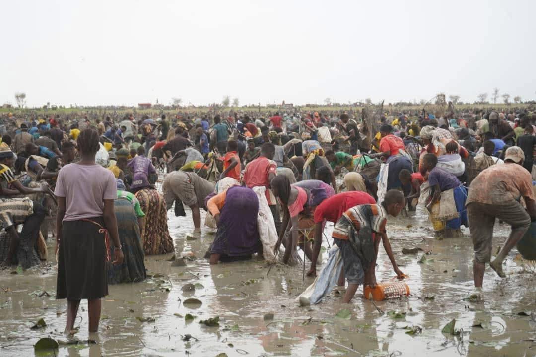 Sanké Mô de San 2026 : 626 ans de tradition, patrimoine UNESCO et ...
